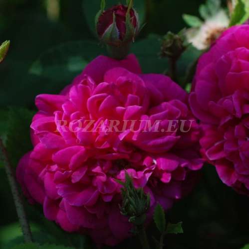 Róża Vivid / Rose de Normandie bourbon Rozarium